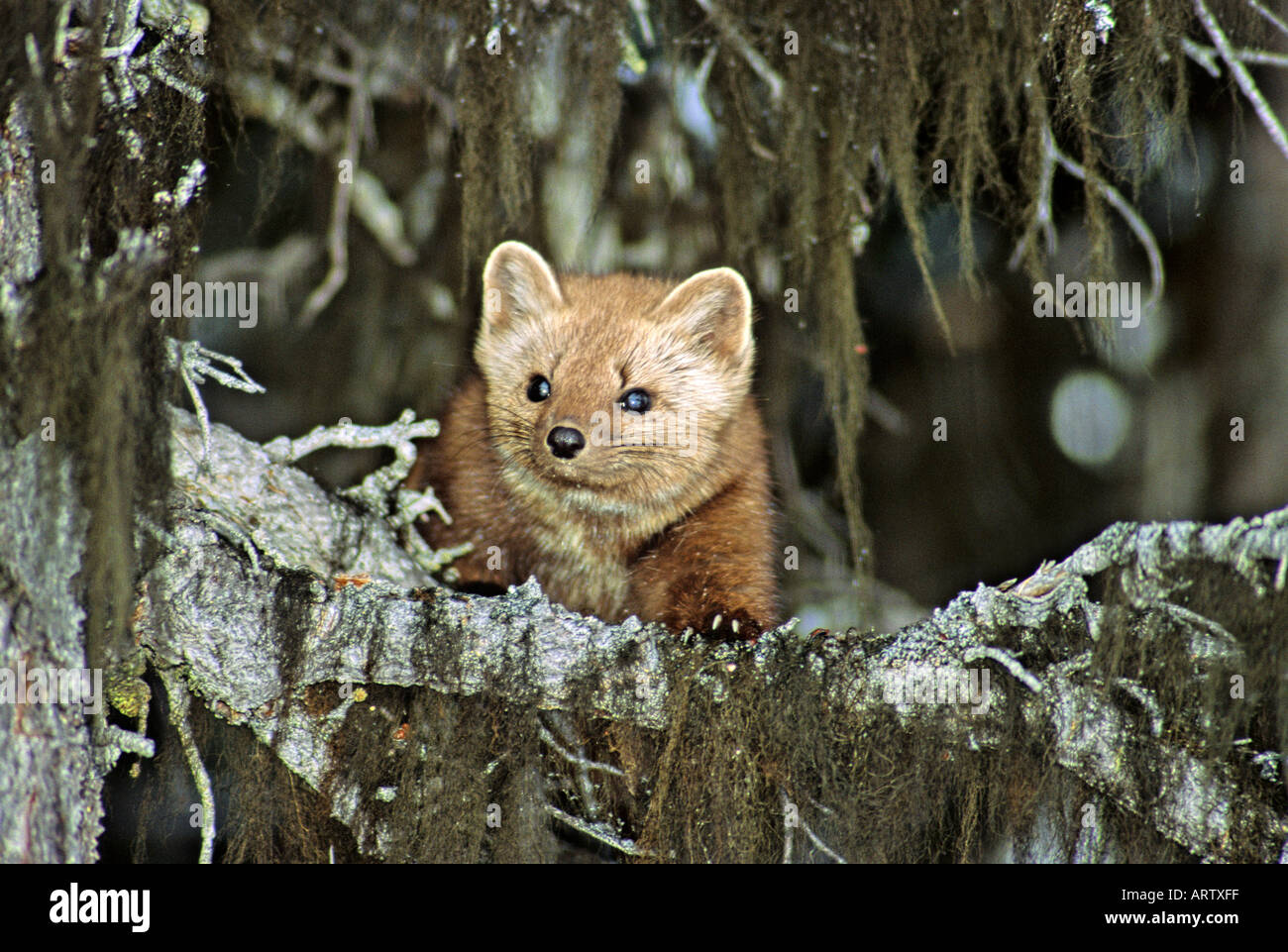 American pine martin hi-res stock photography and images - Alamy