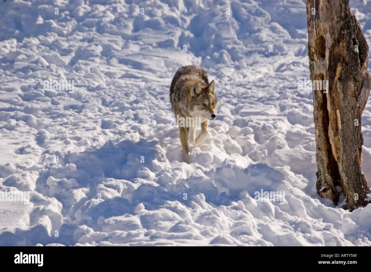 A Single Coyote Stock Photo - Alamy