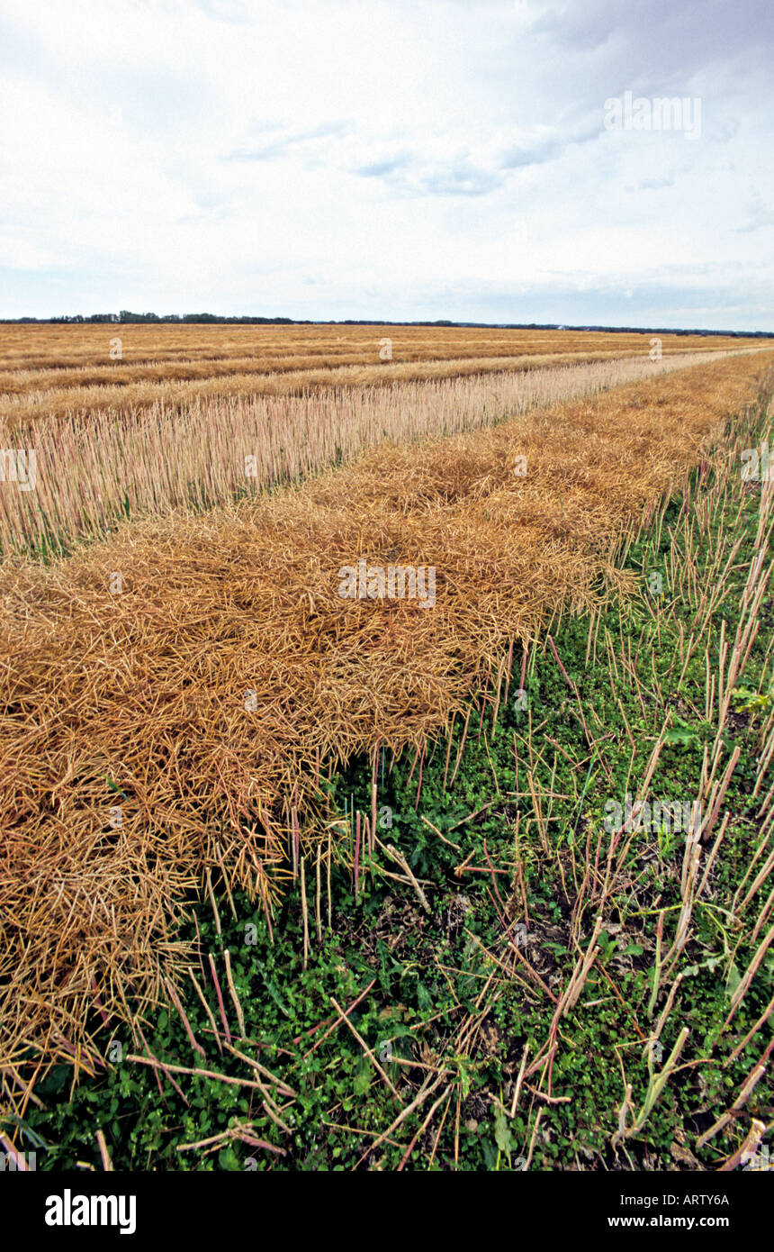 Alberta crop hi-res stock photography and images - Alamy