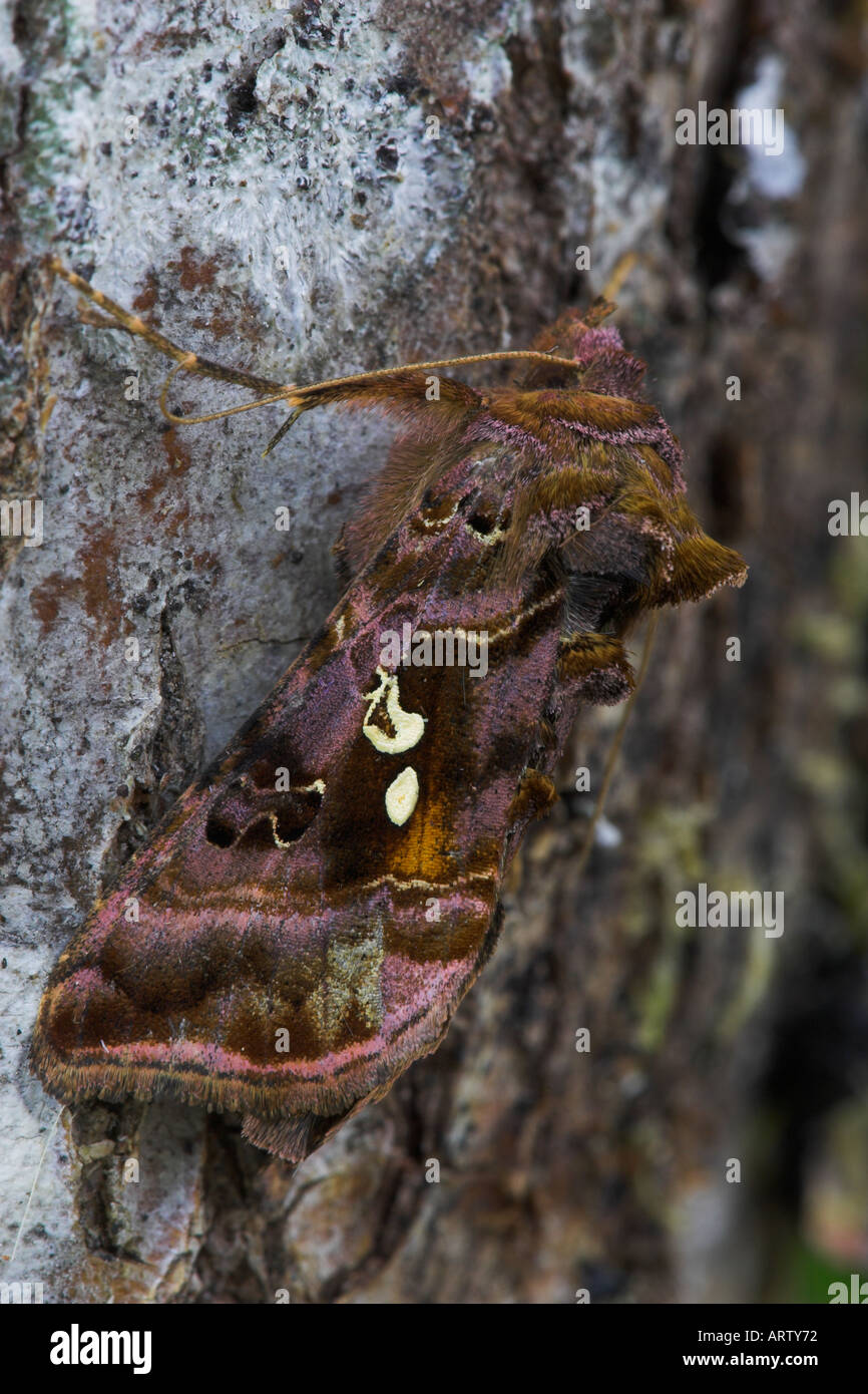 Beautiful Golden Y Moth, Autographa, pulchrina Stock Photo - Alamy