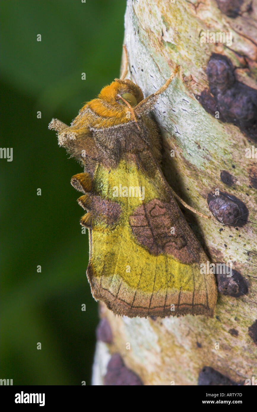Burnished Brass moth, Diachrysia, chrysistis Stock Photo - Alamy