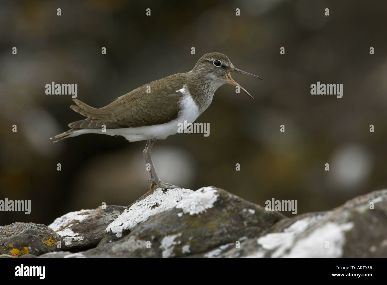 Common, Sandpiper, Actitis, hypoleucos Stock Photo - Alamy