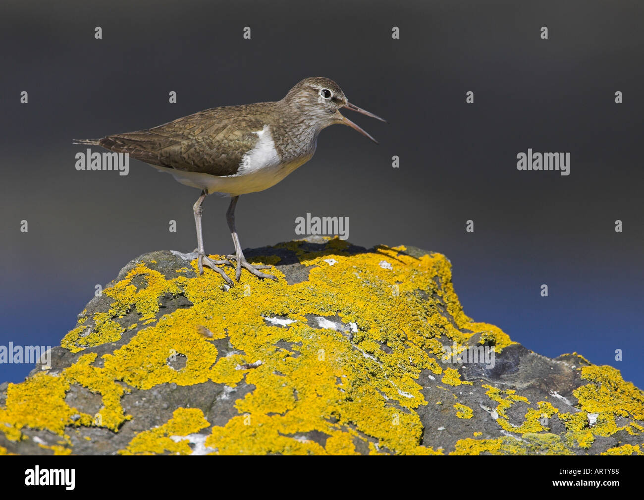 Common, Sandpiper, Actitis, hypoleucos Stock Photo - Alamy