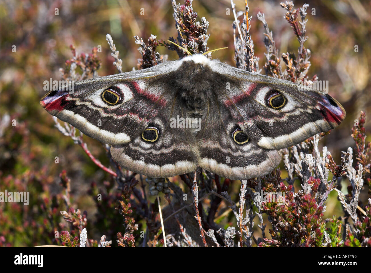 Female Emperor Moth, Pavonia pavonia Stock Photo - Alamy