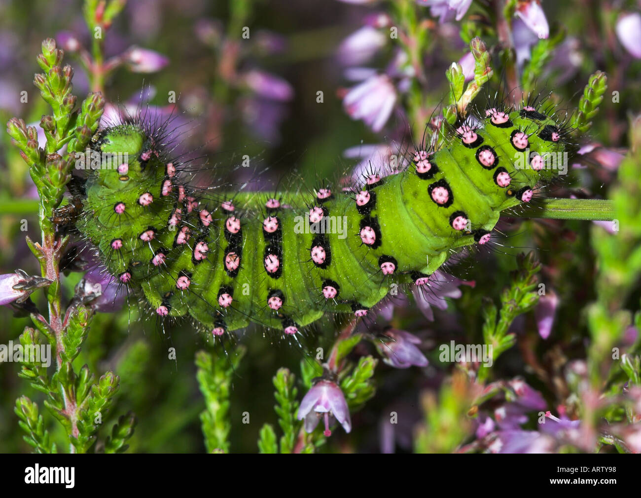 Emperor Moth larvae feeding on heather Stock Photo - Alamy