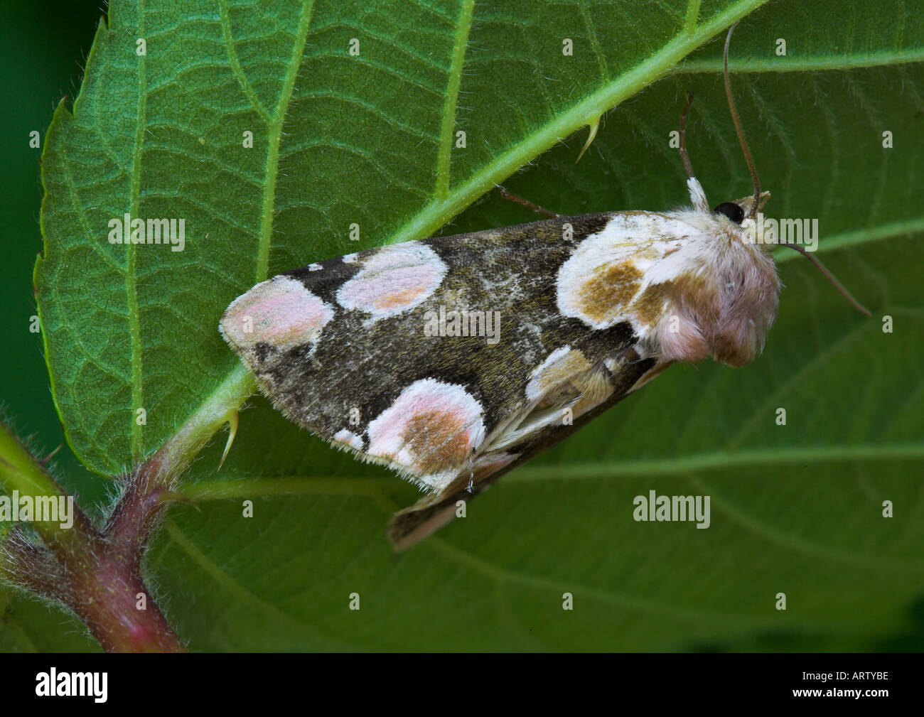 Peach Blossom moth Stock Photo - Alamy