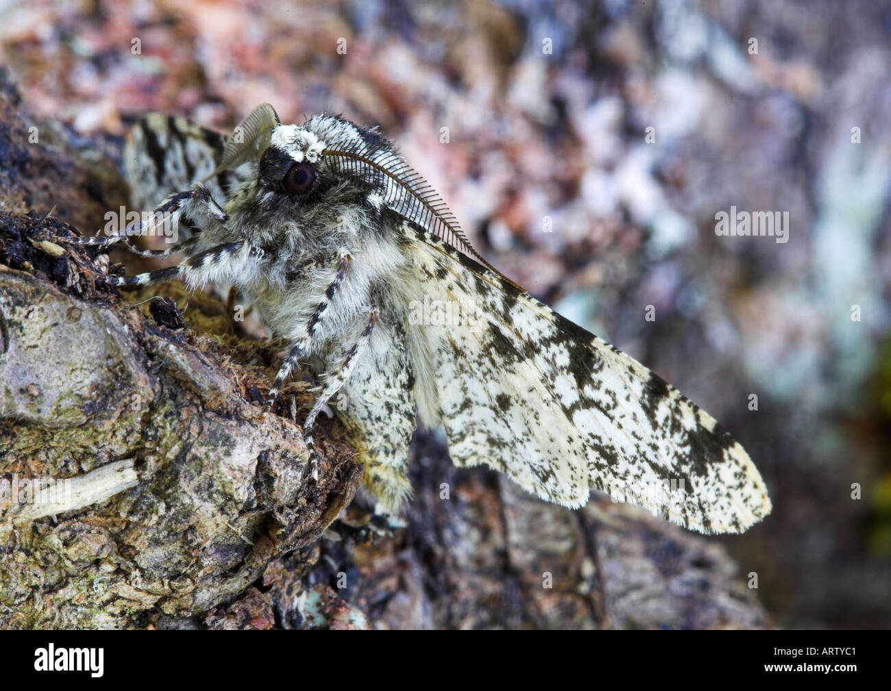 Peppered, Moth,Biston, betularia Stock Photo - Alamy