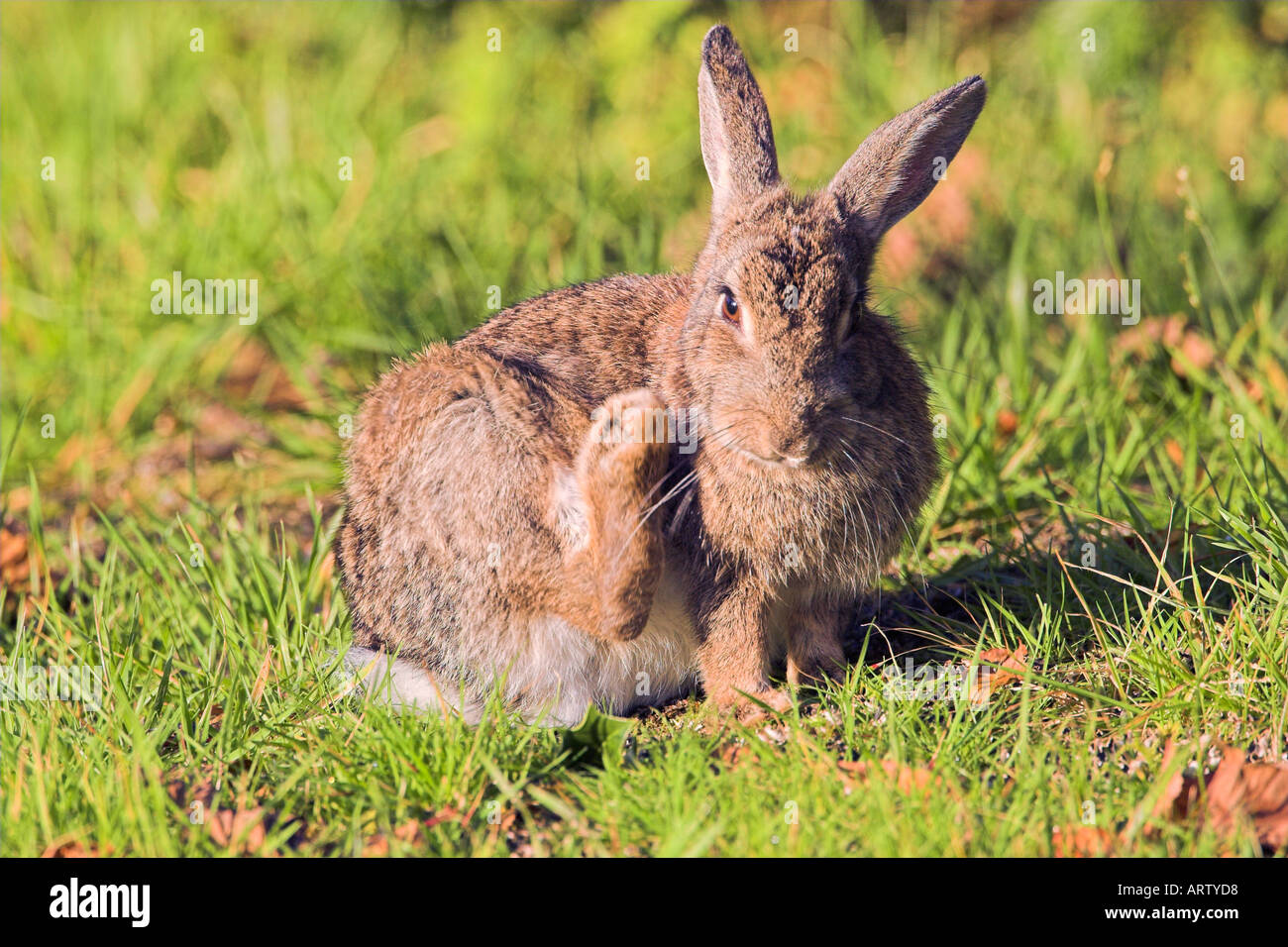 Rabbit, Oryctolagus, cuniculus Stock Photo - Alamy