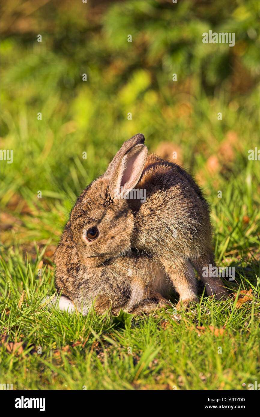 Rabbit, Oryctolagus, cuniculus Stock Photo - Alamy
