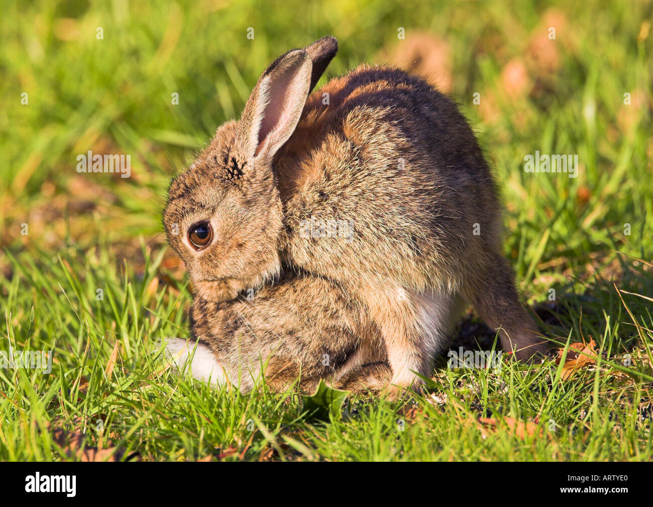 Rabbit, Oryctolagus, cuniculus Stock Photo - Alamy
