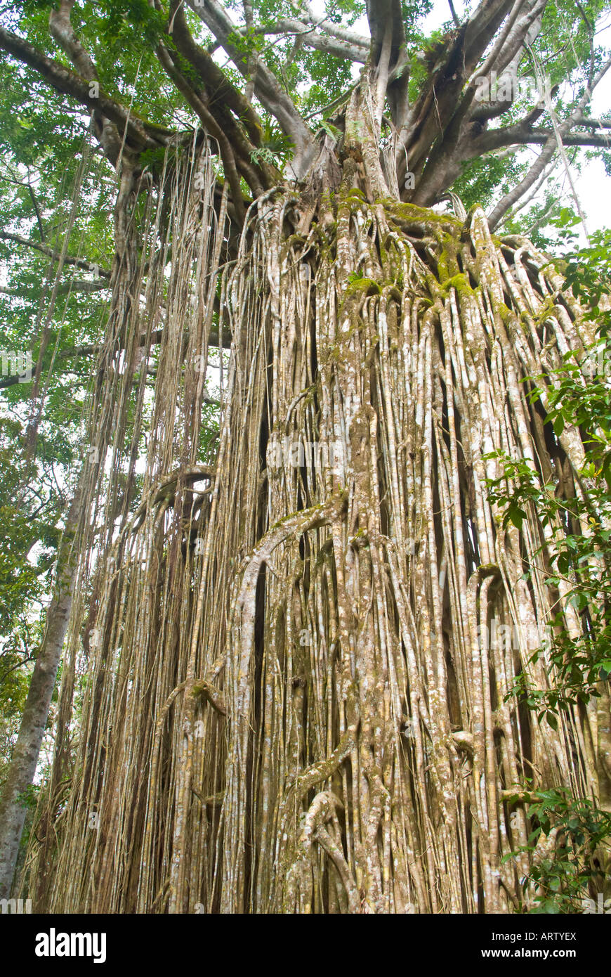 Curtain Tree Fig, Curtain Fig National Park, Queensland, Australia ...