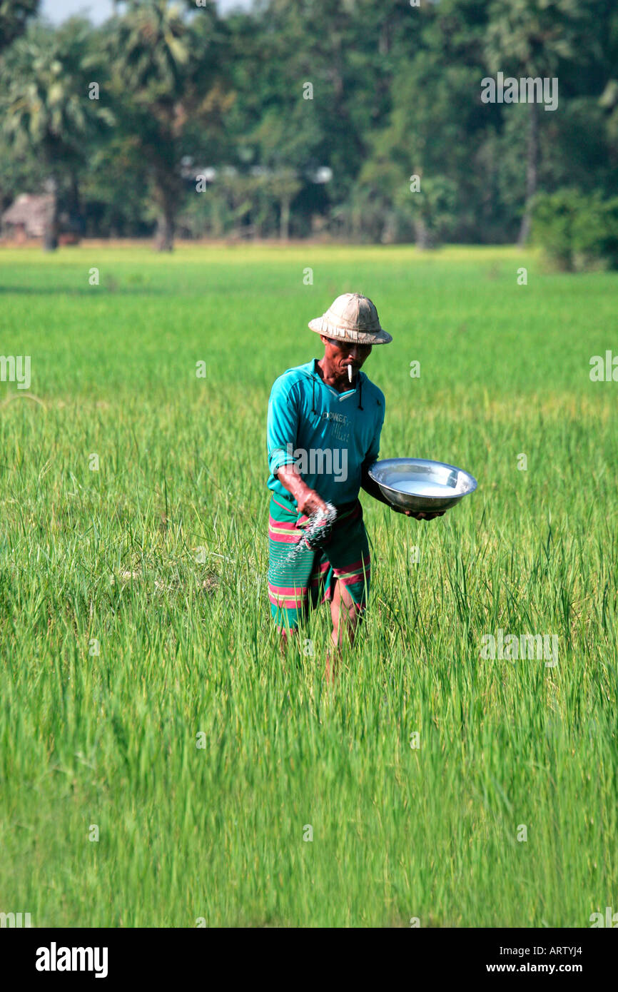 Burmese farmer sowing seeds, Mon State, Lower Burma, (Myanmar Stock ...