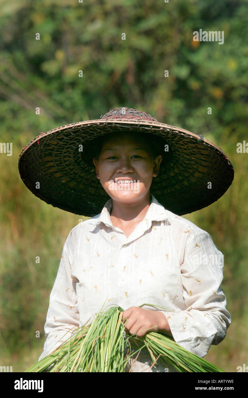 Burmese woman harvesting rice, Mon State, Lower Burma, (Myanmar Stock ...