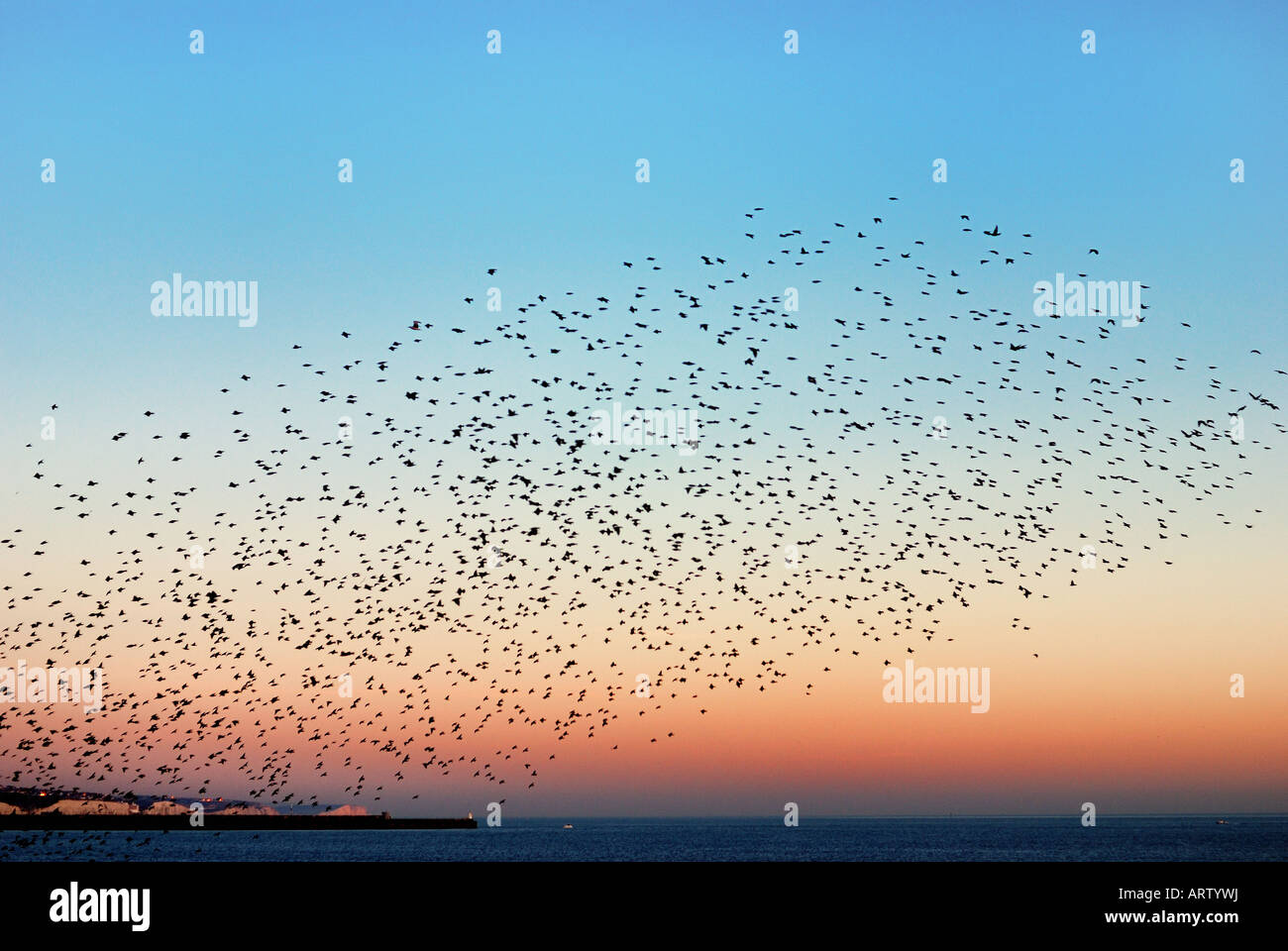 Murmuration flock starlings flying hi-res stock photography and images ...