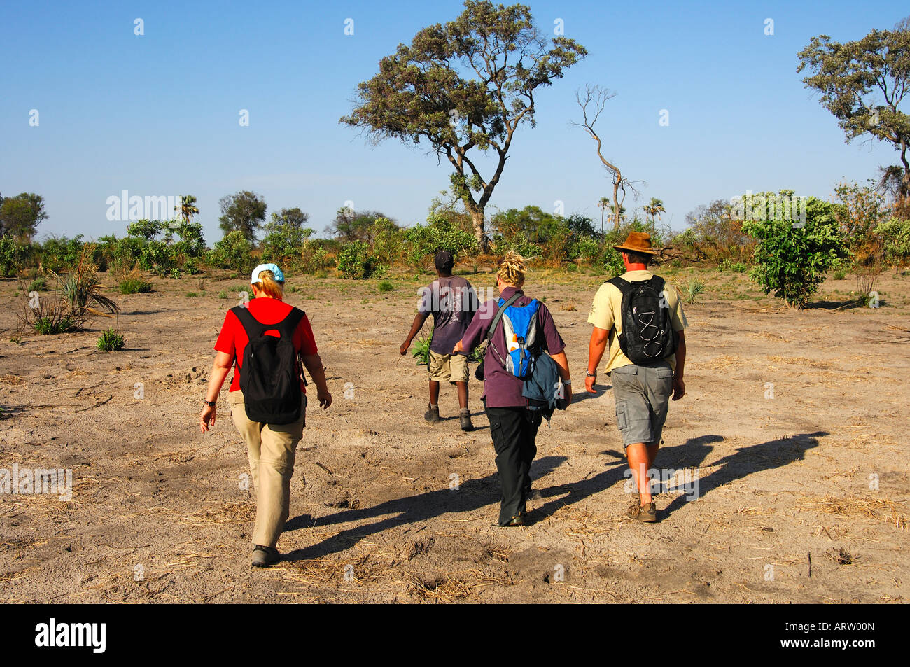 Ranger with tourists on a game walk in the African savannah Botswana ...