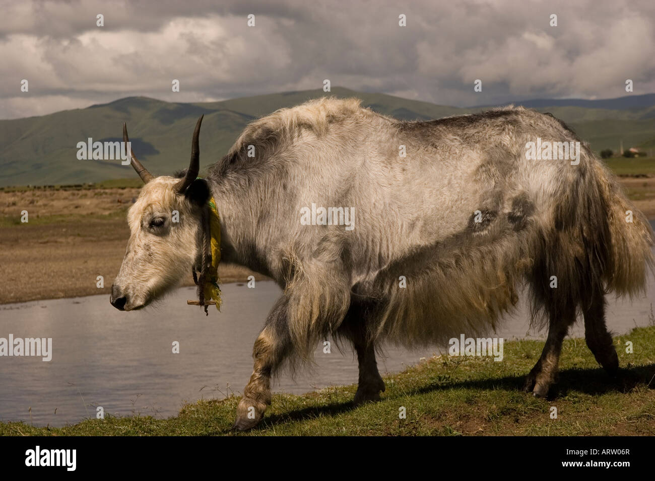 White yak on the grasslands of Hongyuan, Tibetan Plateau, Sichuan ...