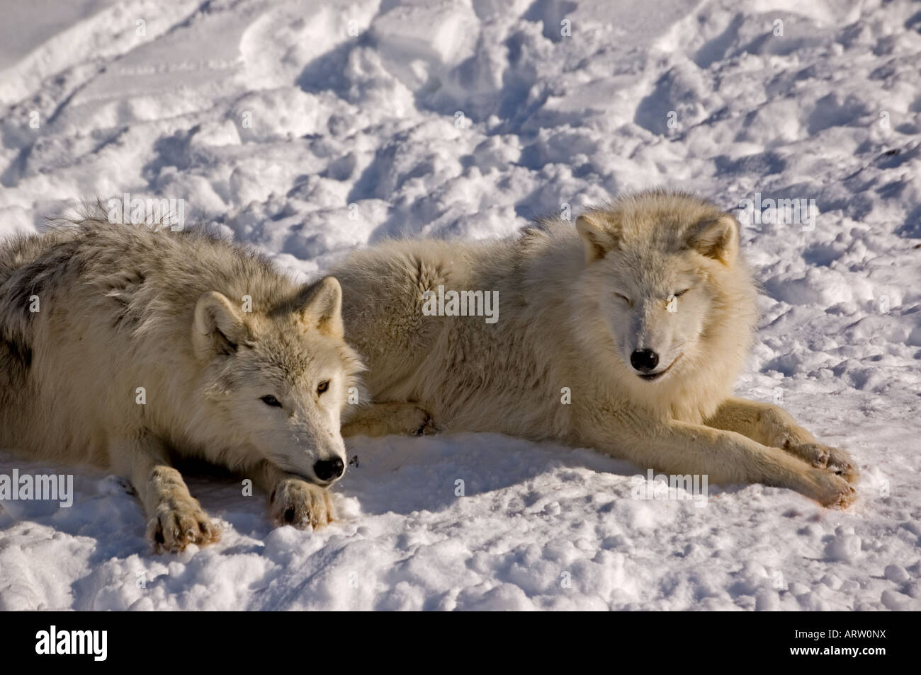 A Pair of Arctic Wolves Stock Photo - Alamy