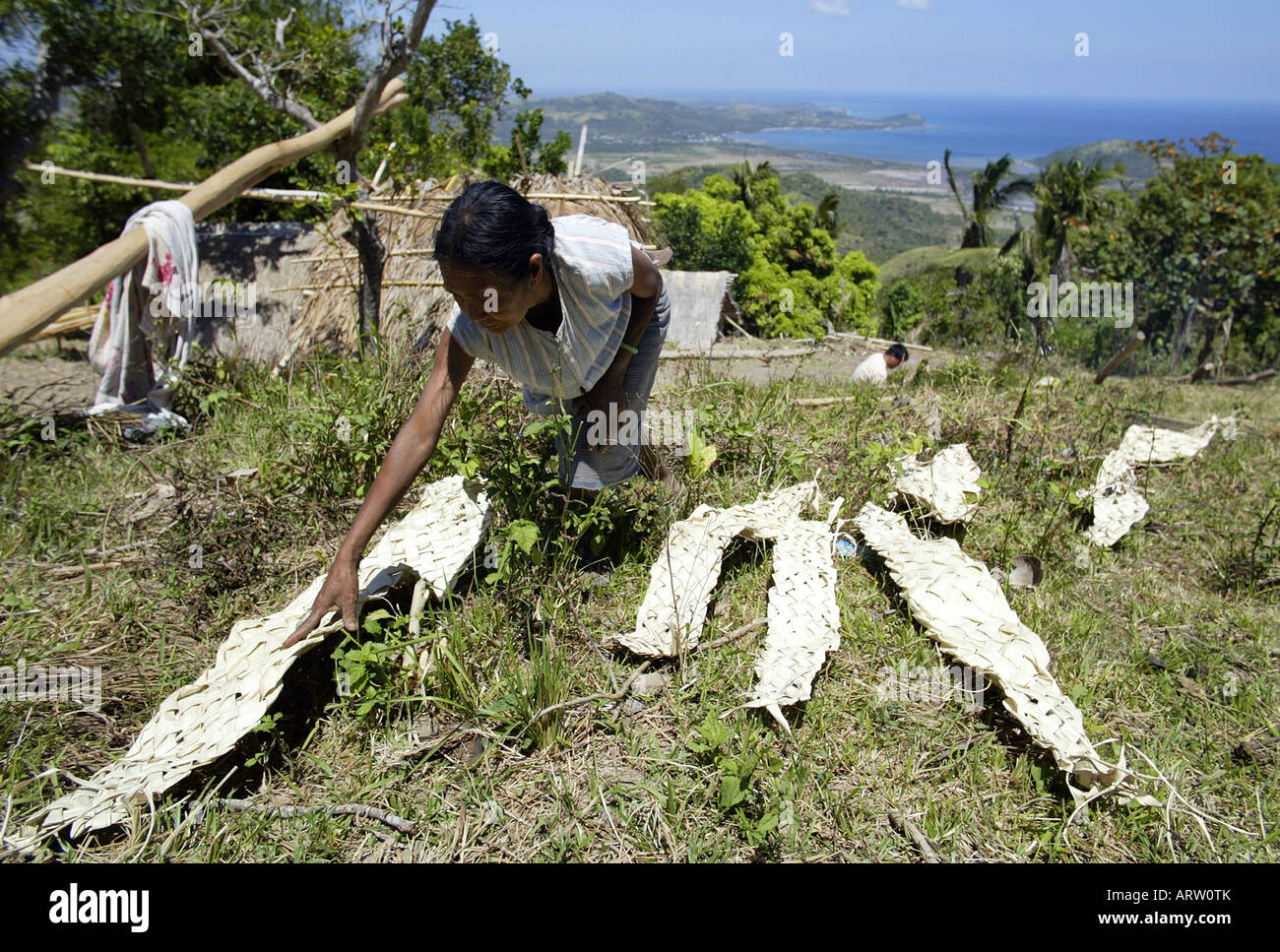 A Mangyan woman lays out woven sections of palm material for curing in ...