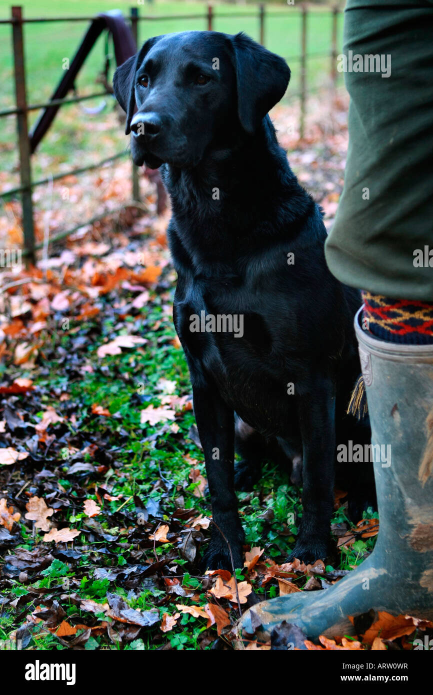 Black labrador retreiver in an English wood during the shooting season ...