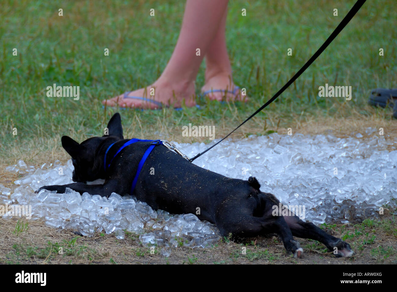 Native alaskan person alaska hi-res stock photography and images - Alamy