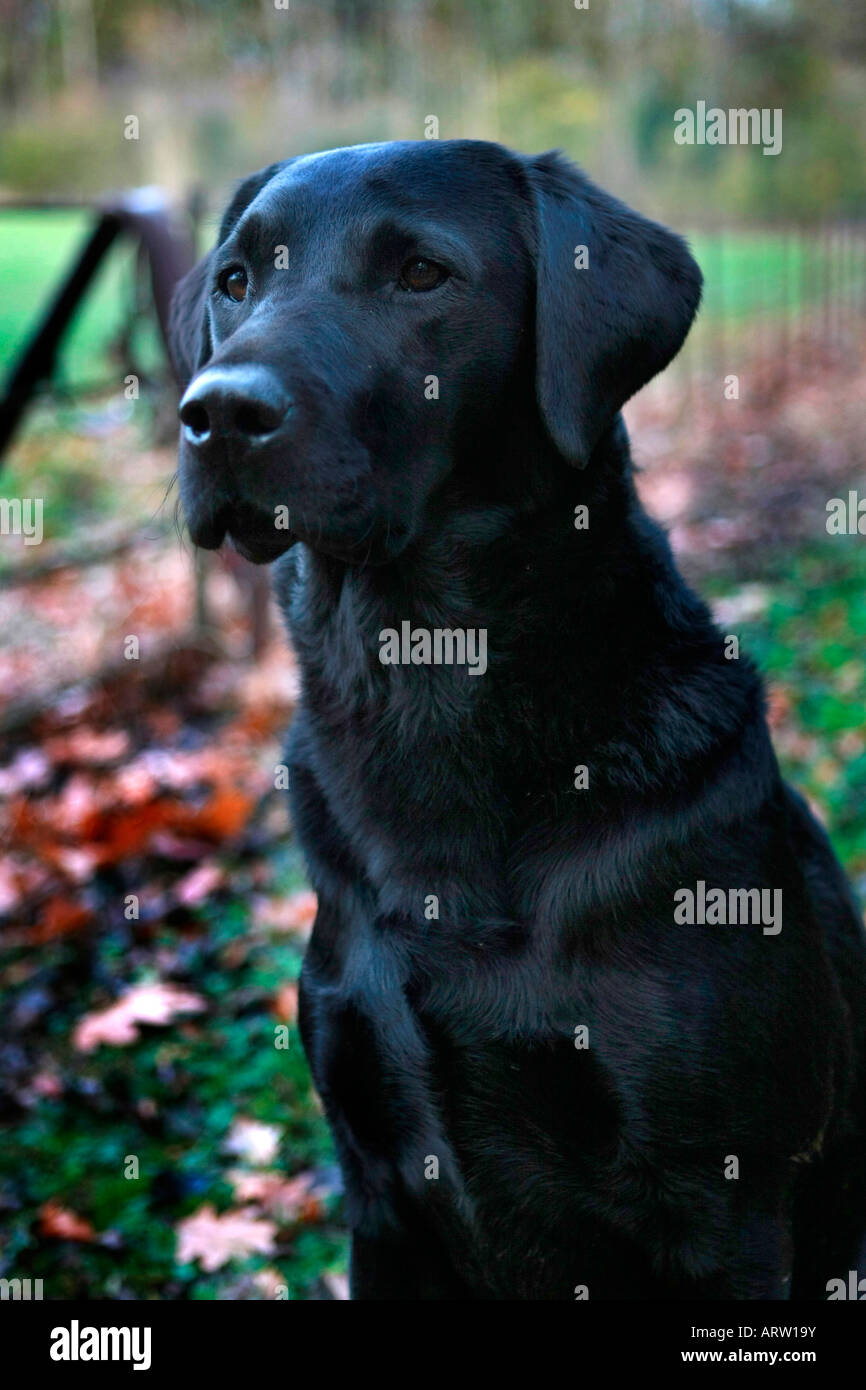 Black labrador retreiver in an English wood during the shooting season ...