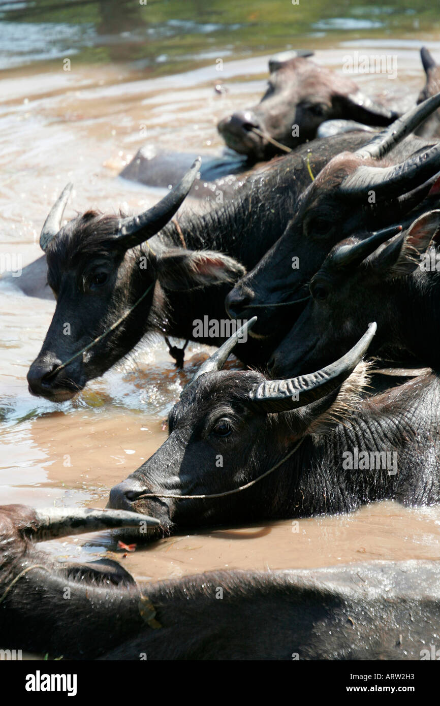 Lower myanmar hi-res stock photography and images - Alamy