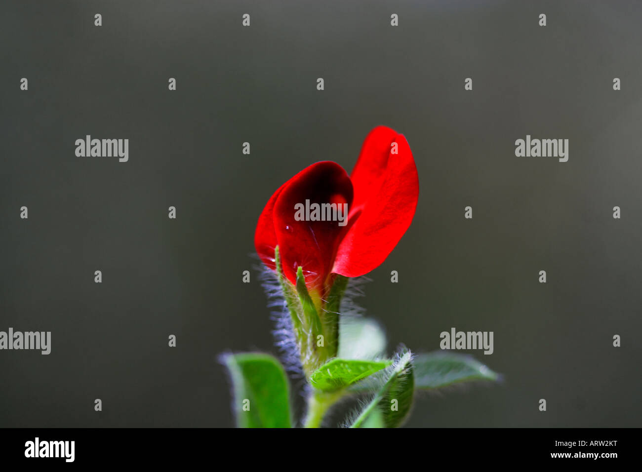 Flower Dragon teeth Stock Photo - Alamy