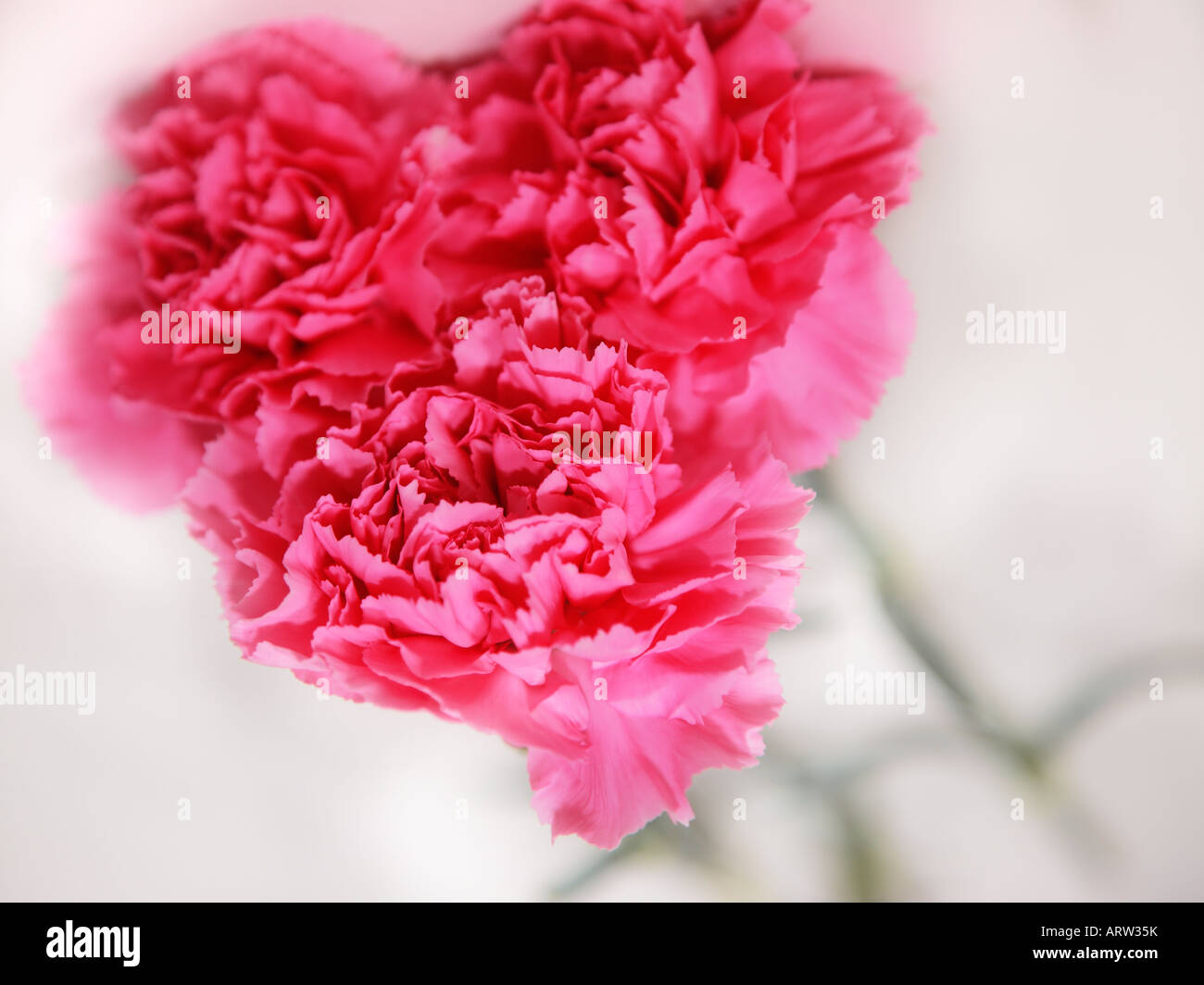 Heart-shaped Pink Carnations Stock Photo - Alamy