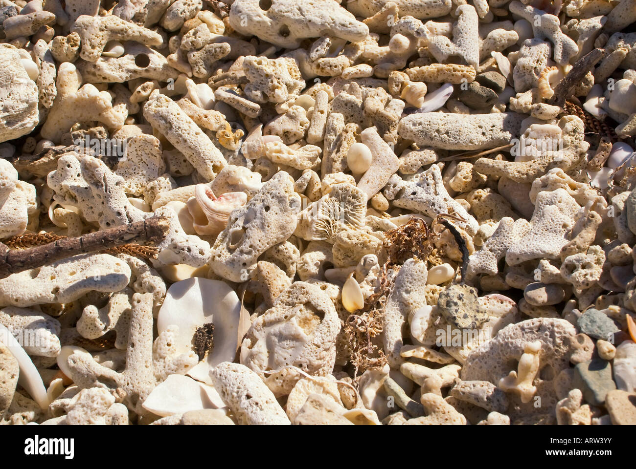 Coral beach, Whitsundays, Queensland, Australia Stock Photo - Alamy