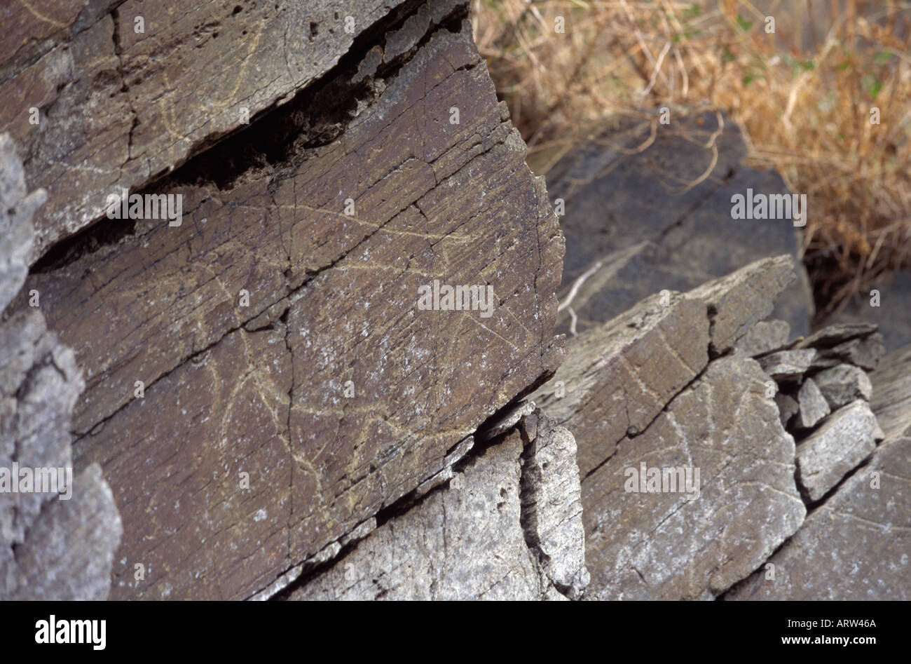 Paleolithic rock engravings discovered next to the Coa river North East ...