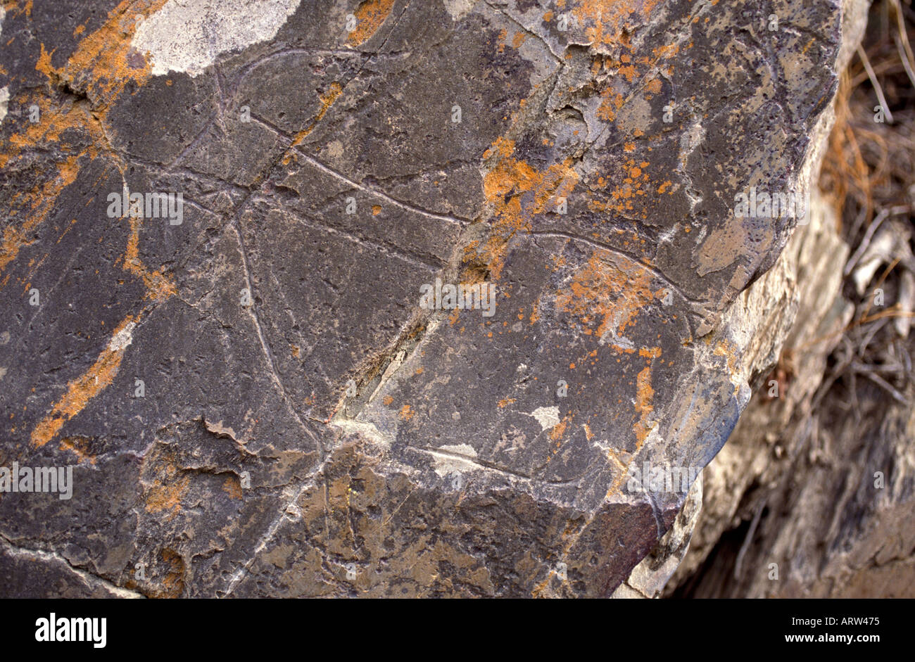 Paleolithic rock engravings discovered next to the Coa river North East ...