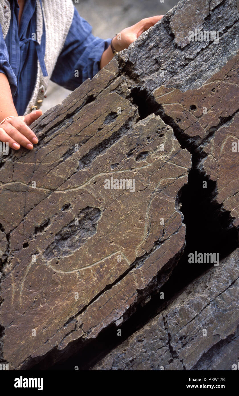 Paleolithic rock engravings discovered next to the Coa river North East ...