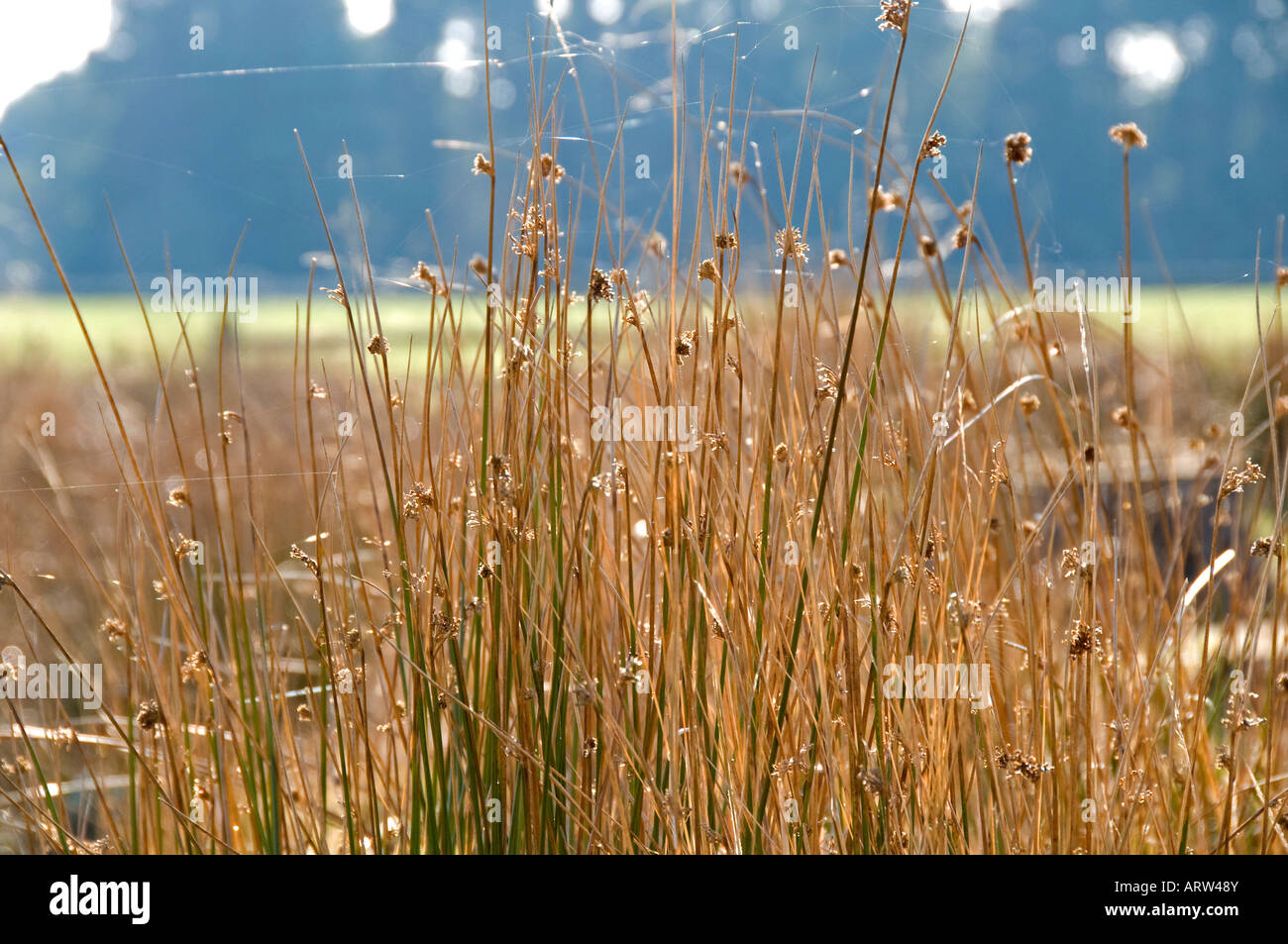 Threads blowing in wind hi-res stock photography and images - Alamy