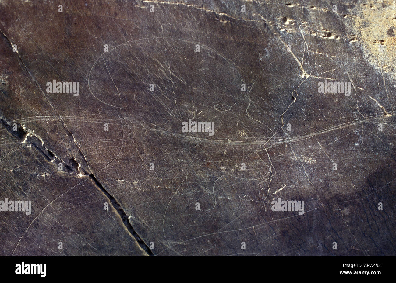 Paleolithic rock engravings discovered next to the Coa river North East ...