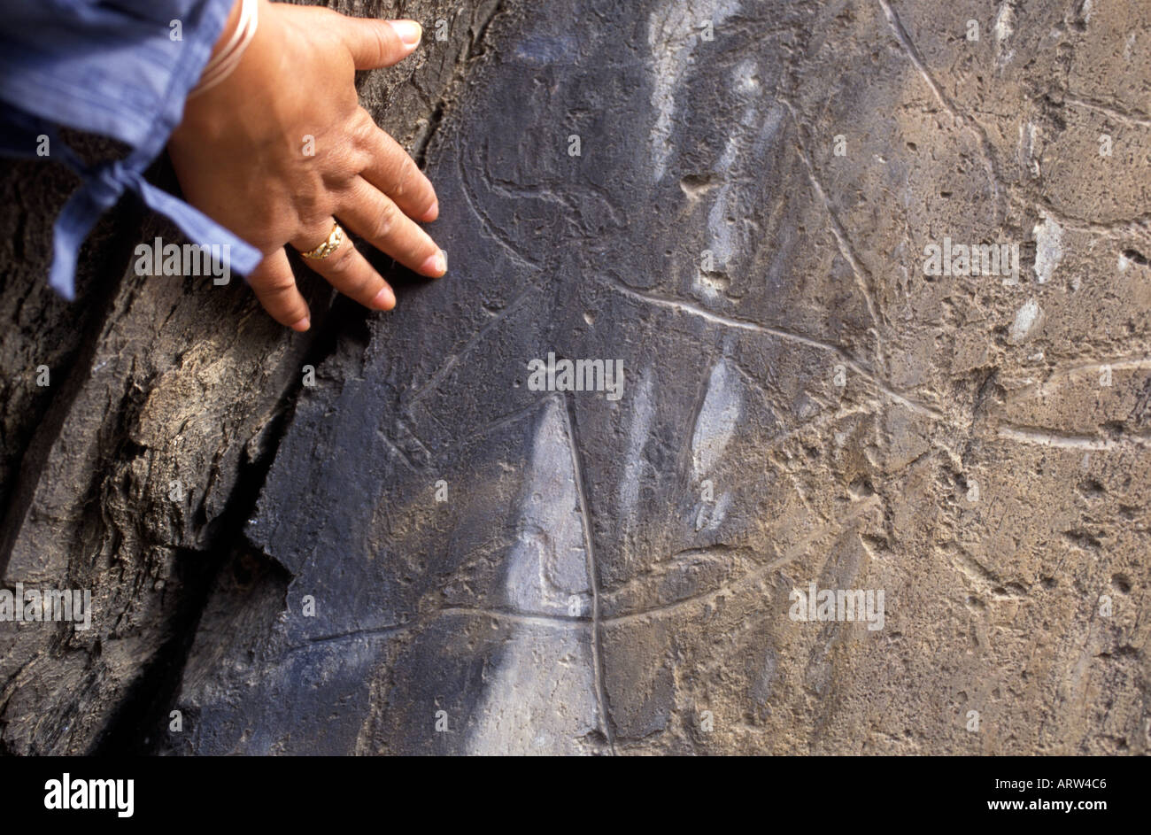 Paleolithic rock engravings discovered next to the Coa river North East ...