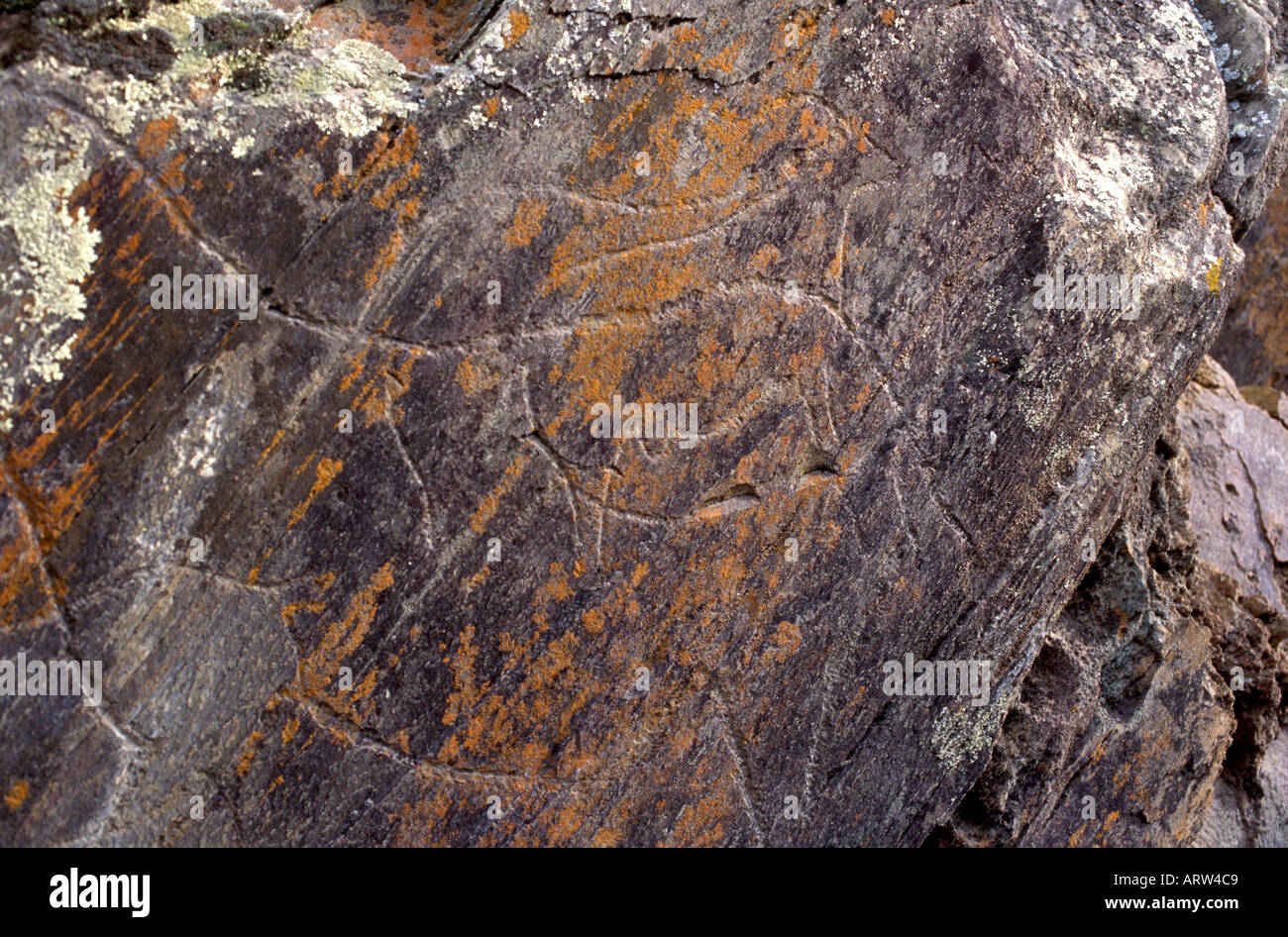 Paleolithic rock engravings discovered next to the Coa river North East ...
