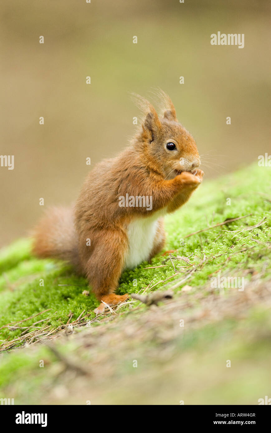 Red Squirrel eating Stock Photo - Alamy