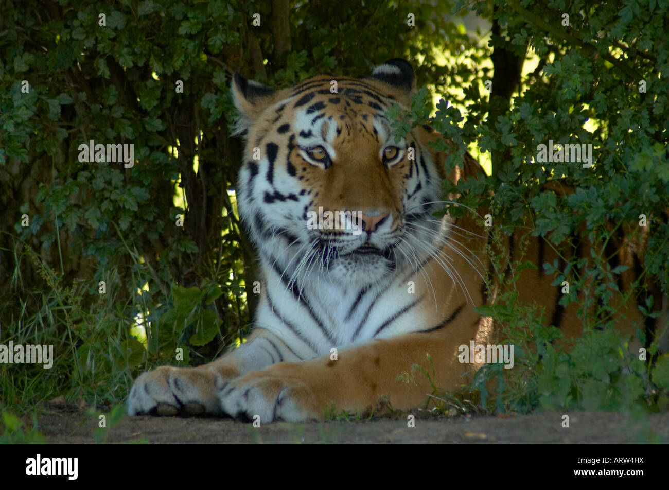 Amur tiger siberia hi-res stock photography and images - Alamy