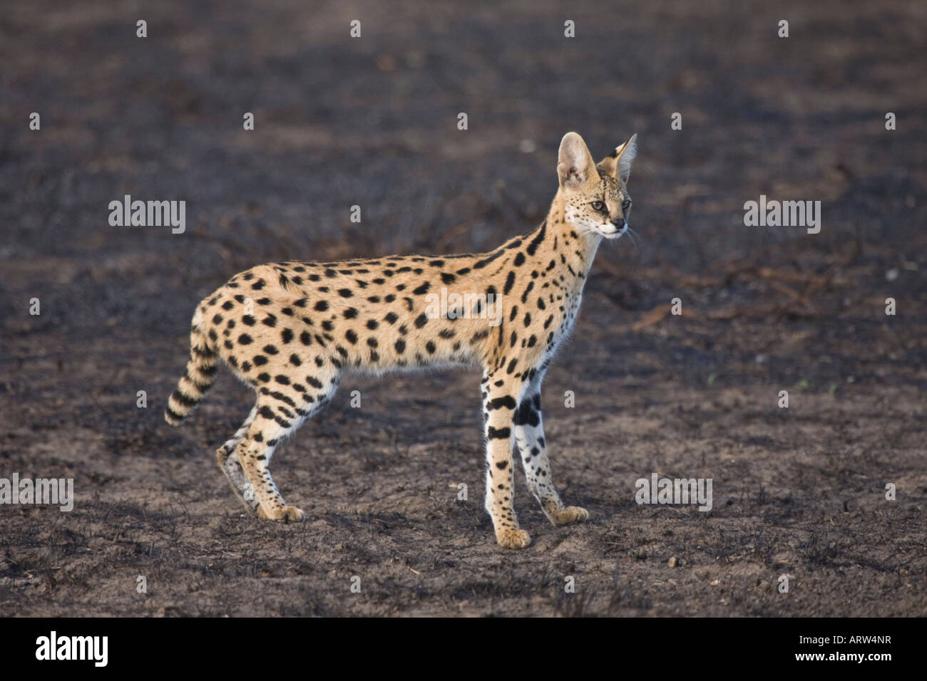 Serval Standing High Resolution Stock Photography and Images - Alamy