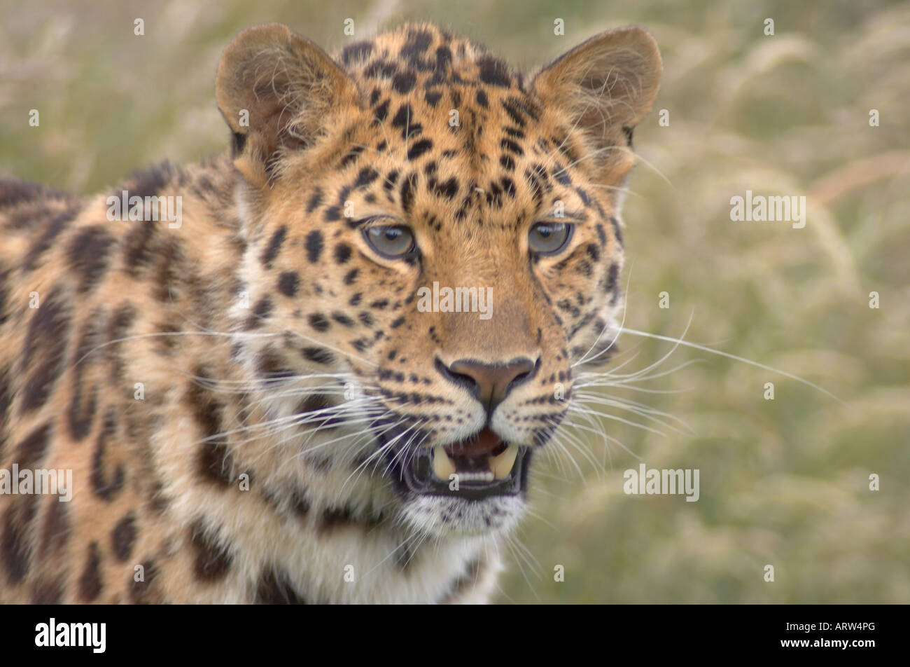 A young Female Amur Leopard Stock Photo - Alamy