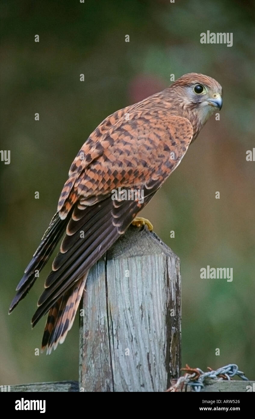 Juvenile kestrel wings hi-res stock photography and images - Alamy