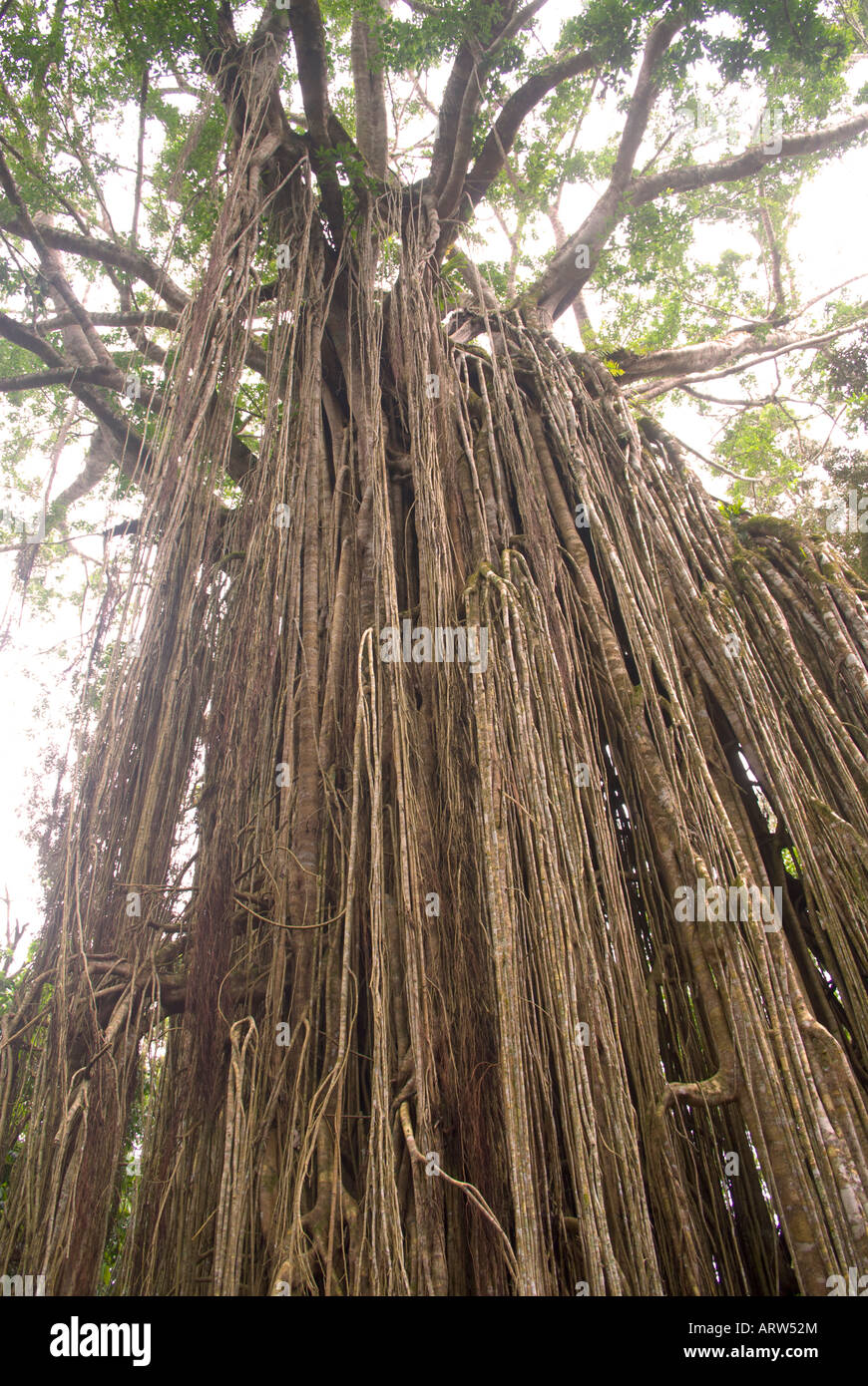 Curtain Tree Fig, Curtain Fig National Park, Queensland, Australia ...
