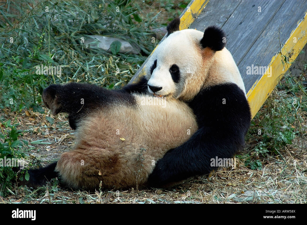 Happy panda china hi-res stock photography and images - Alamy