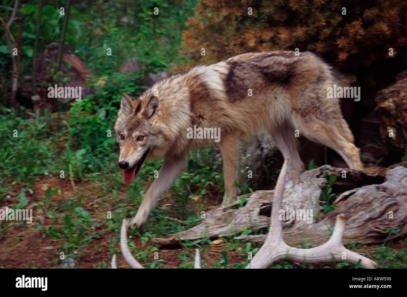 Tundra timber wolf hi-res stock photography and images - Alamy