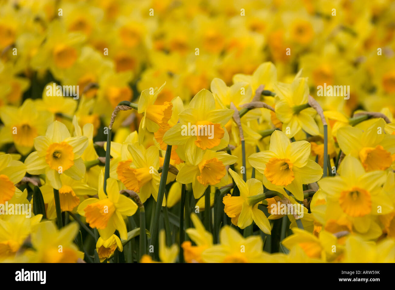 Swathe of daffodils hi-res stock photography and images - Alamy