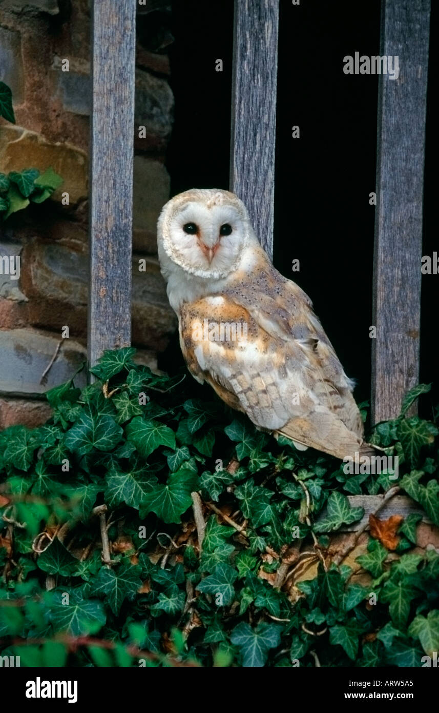 barn owl in window Stock Photo - Alamy