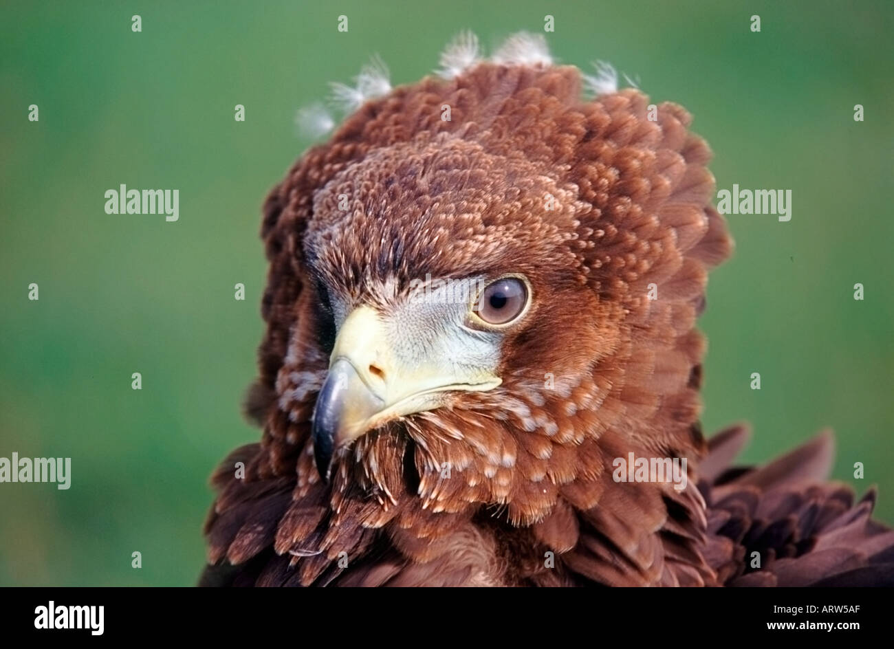 Bateleur hawk hi-res stock photography and images - Alamy