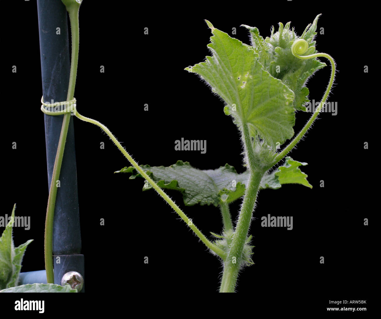 Cucumber tendril wrapping around a trellis Stock Photo - Alamy