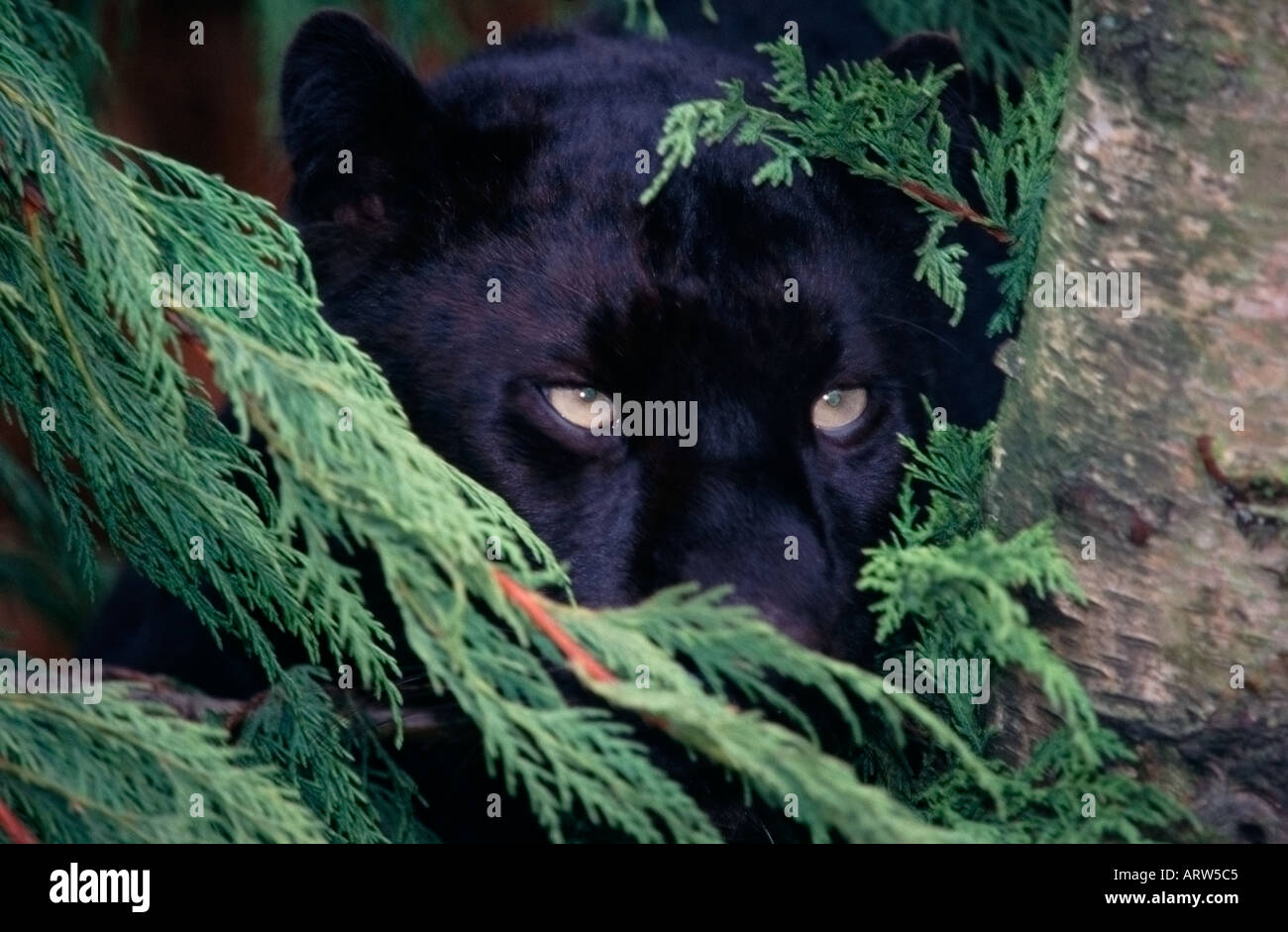 Beast Of Bodmin Stock Photos & Beast Of Bodmin Stock Images - Alamy