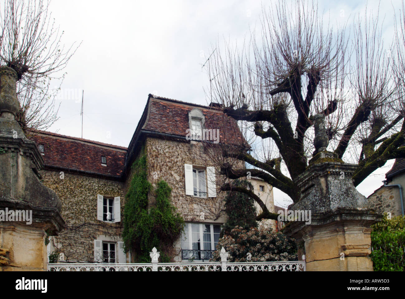 Typical pollarding of trees in France Stock Photo - Alamy